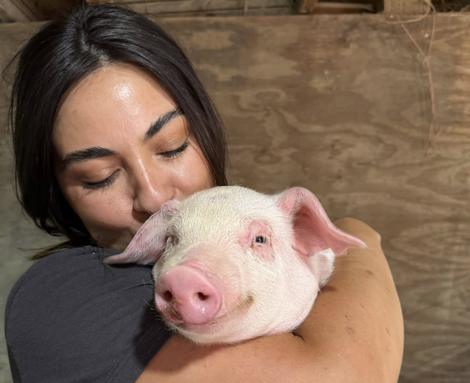 Humane society, pig rescue offer highway ‘jumper’ a web of support ...